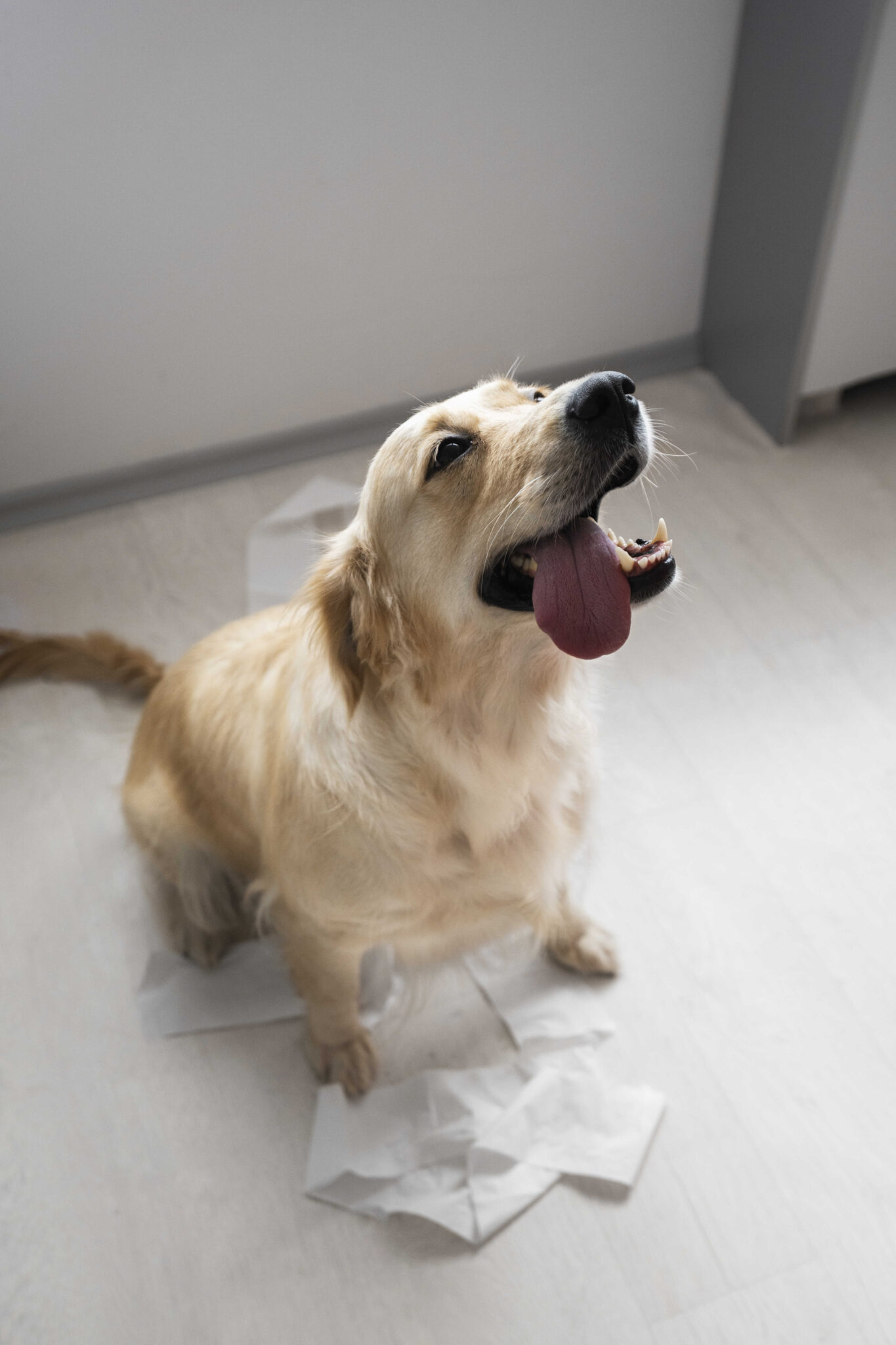 Esterilización y castración en perros: Guía completa 🐾