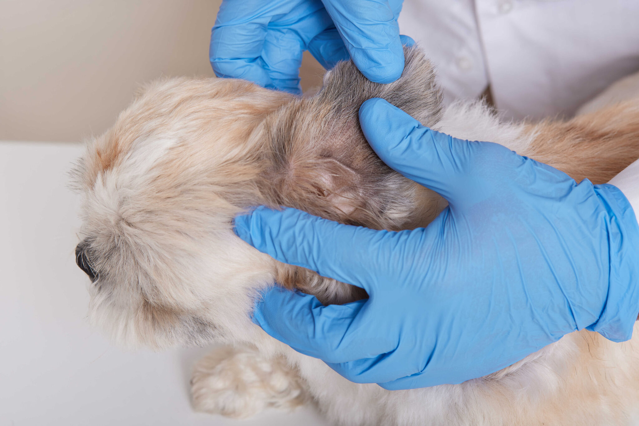 Garrapatas en perros: Guía completa para proteger a tu mascota