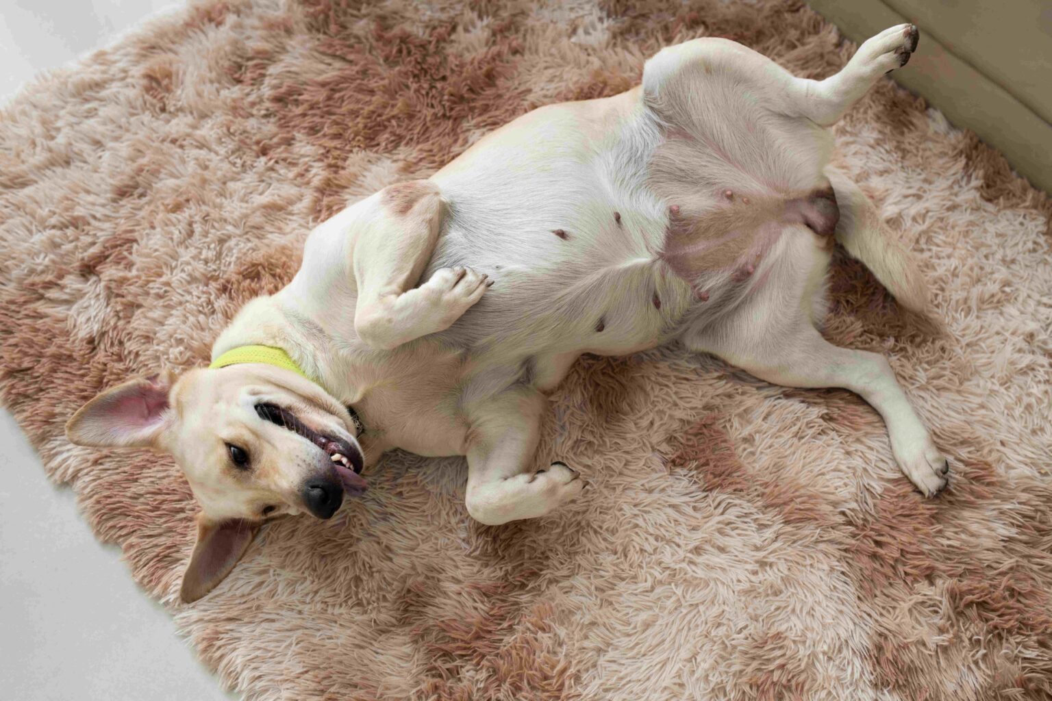 Diarrea en Perros: Causas, Síntomas y Tratamiento | Guía Completa