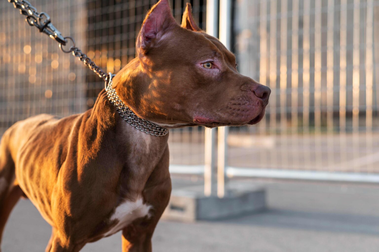 Las mejores razas de perros pequeños ideales para ti
