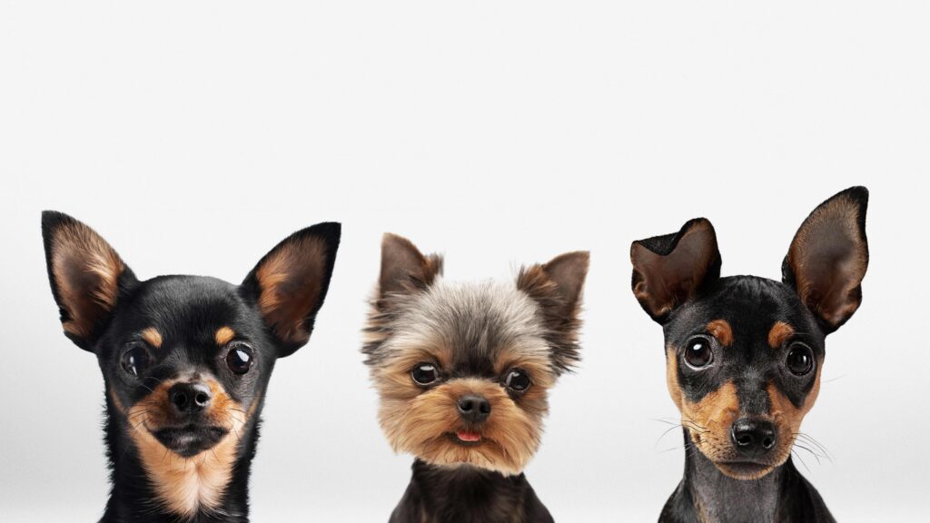 Razas de perros ideales para familias amorosas