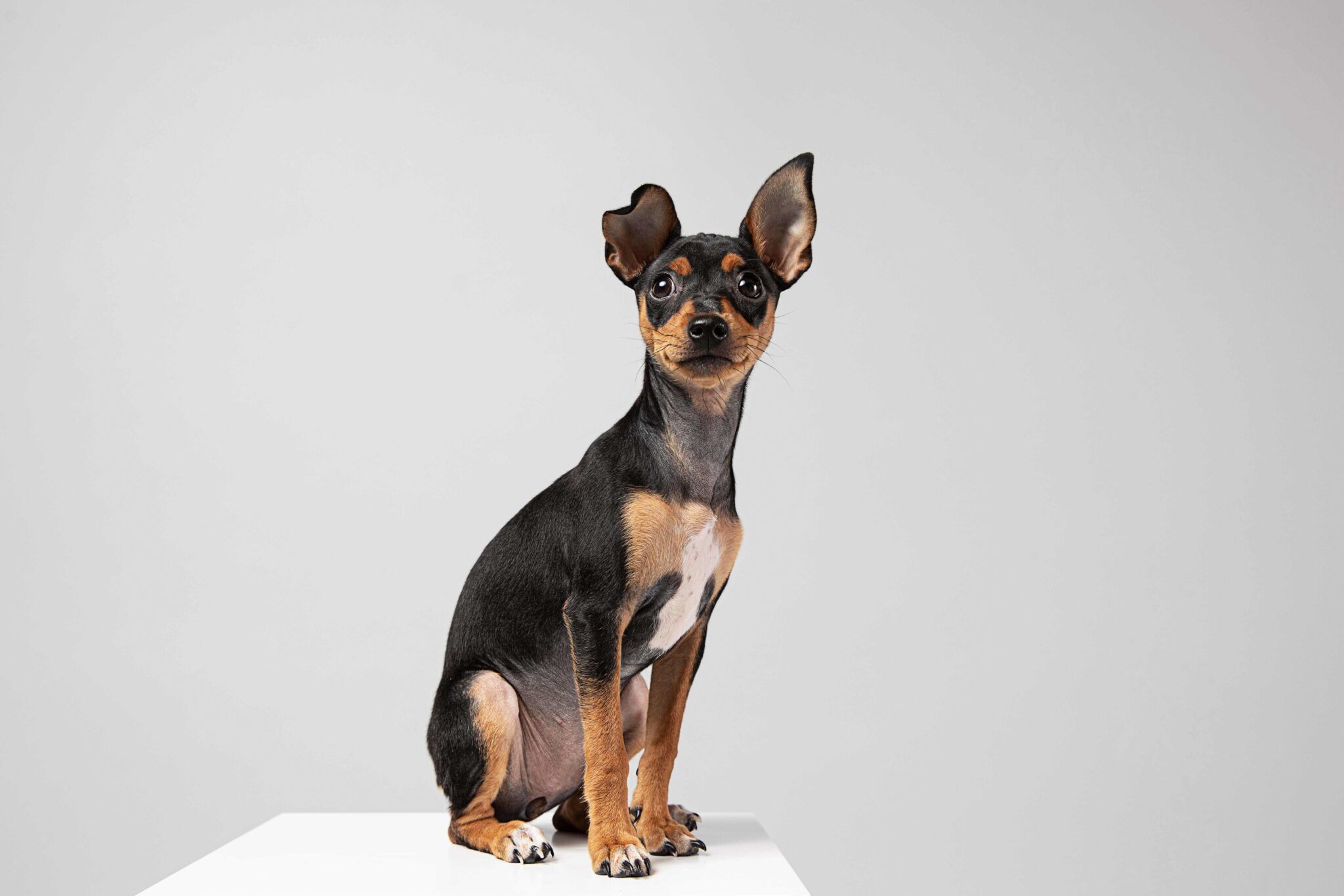 Razas de perros más grandes del mundo: Top 10 para conocer