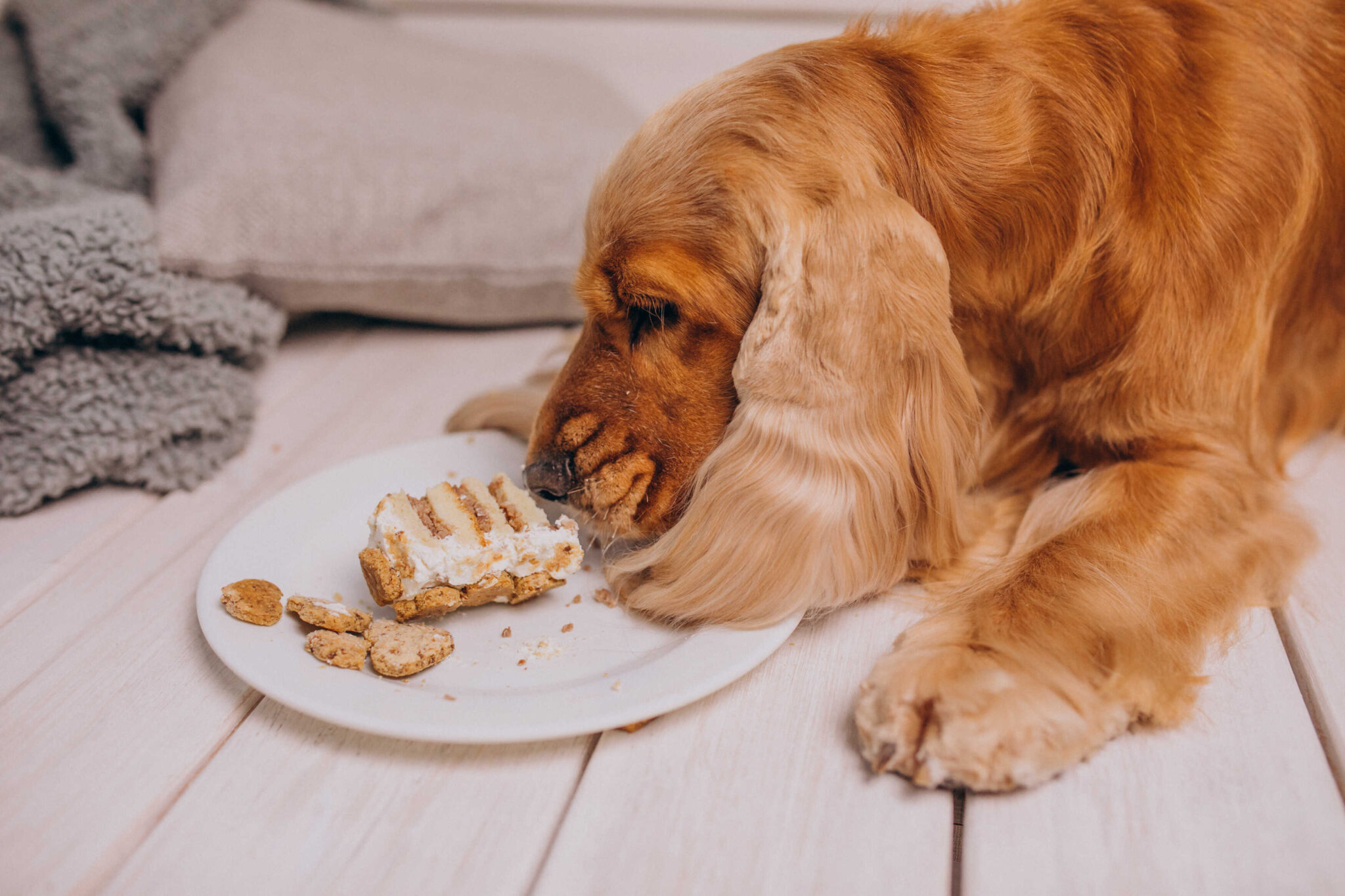 ¿Cómo Alimentar a tu Perro si sufre de Alergias? | Guía Completa
